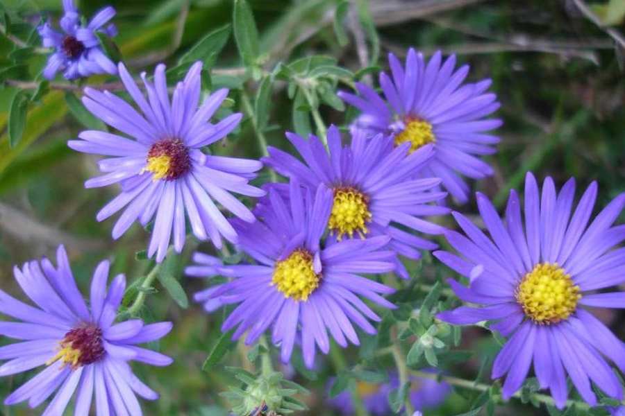 Aromatic Aster | MSD